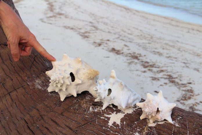 Video - Making a Conch Shell Horn - Xcalak Mexico