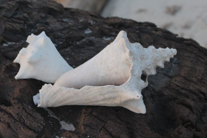 Video - Making a Conch Shell Horn - Xcalak Mexico