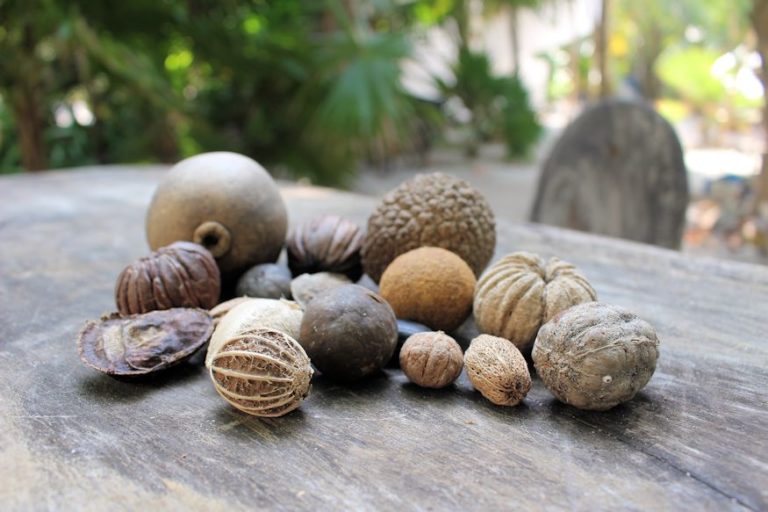 Video - About Those Sea Beans - Xcalak Mexico