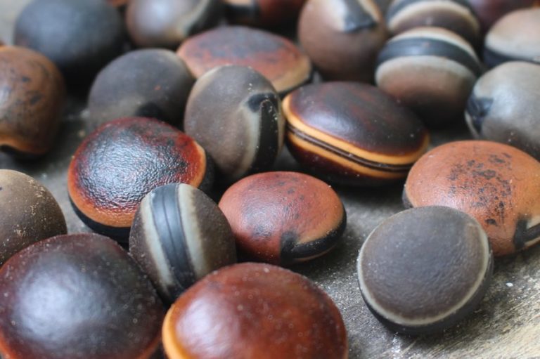 Video - About Those Sea Beans - Xcalak Mexico