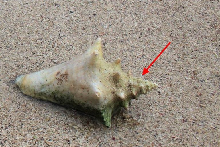 Video - Making a Conch Shell Horn - Xcalak Mexico