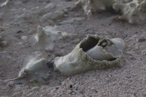 Video - Making a Conch Shell Horn - Xcalak Mexico